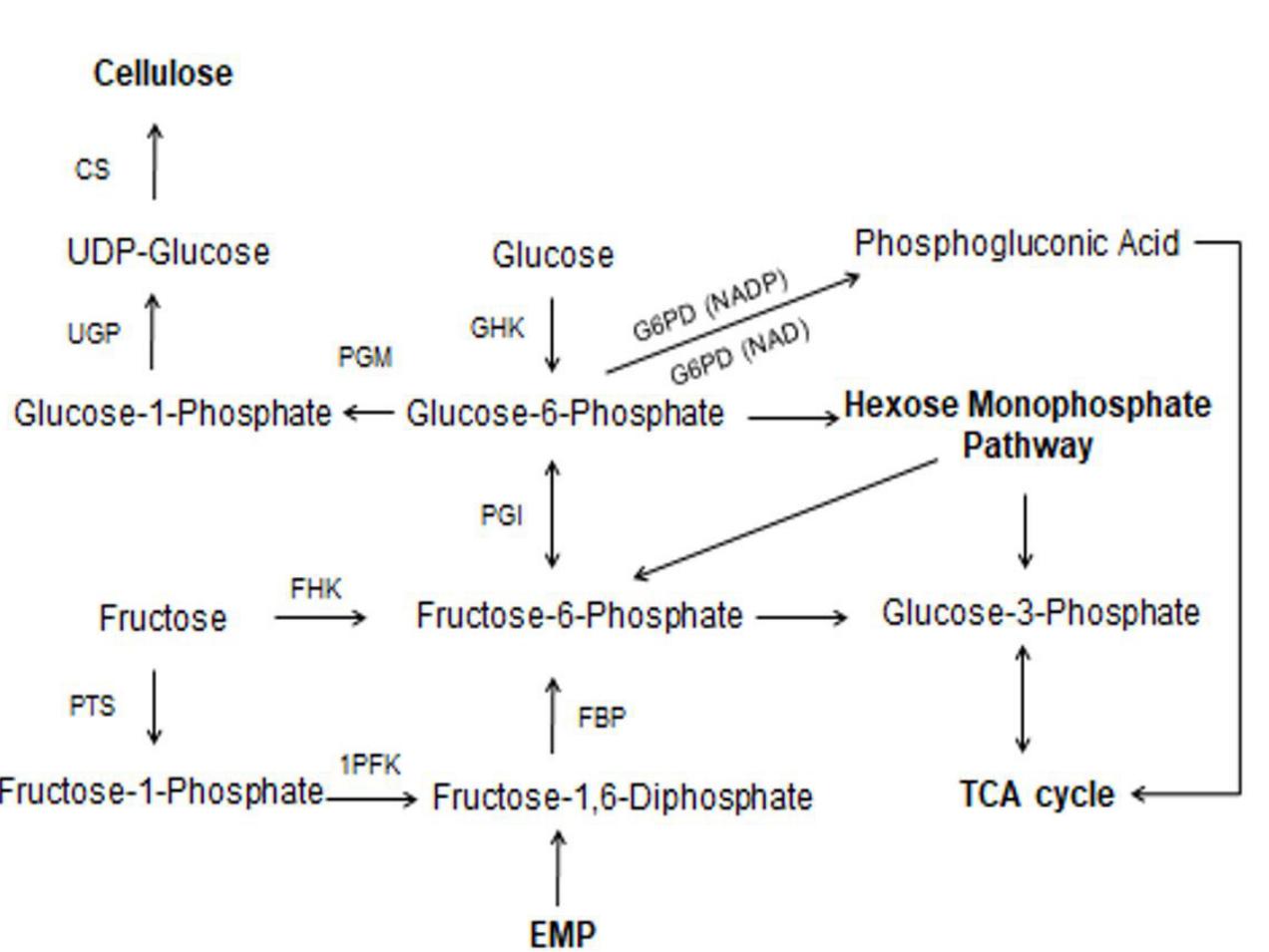 Pathway of cellulose synthesis from glucose and fructose in