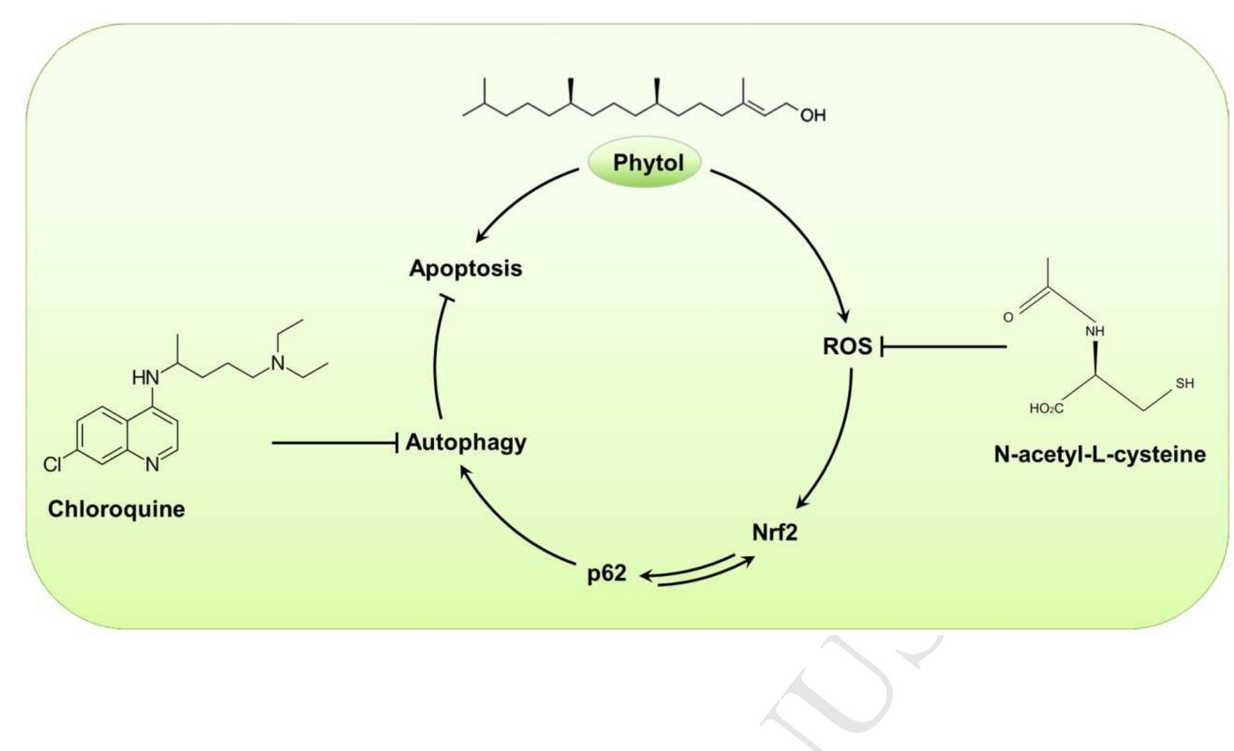 Mechanism of apoptosis and autophagic effects of phytol.
