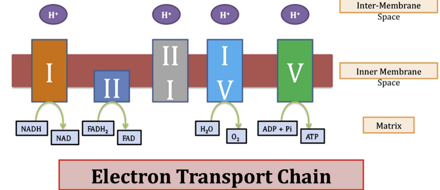 The structure of electron transport of chain.