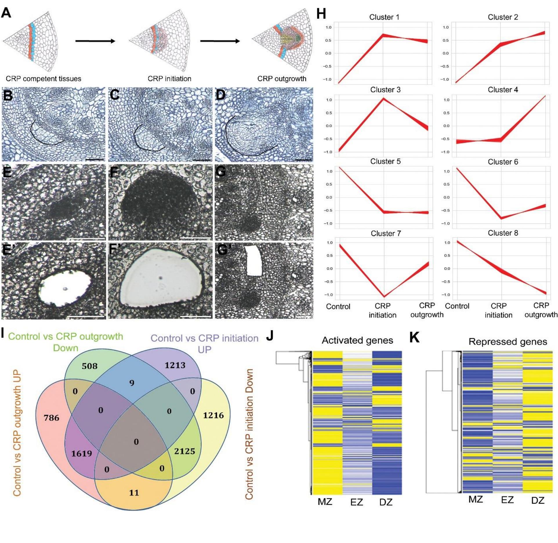 Laser capture microdissection-rna sequencing (lcm-seq)