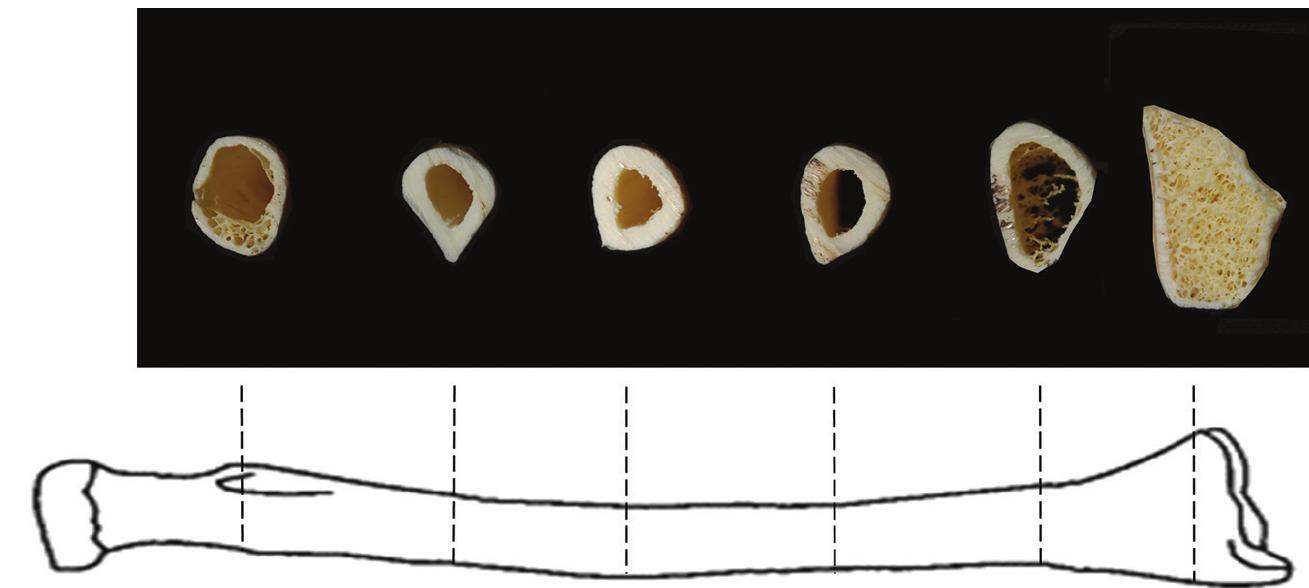 5 cross-sectional morphology of the radius.