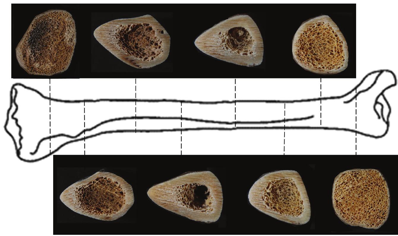 8 cross-sectional morphology of the tibia.