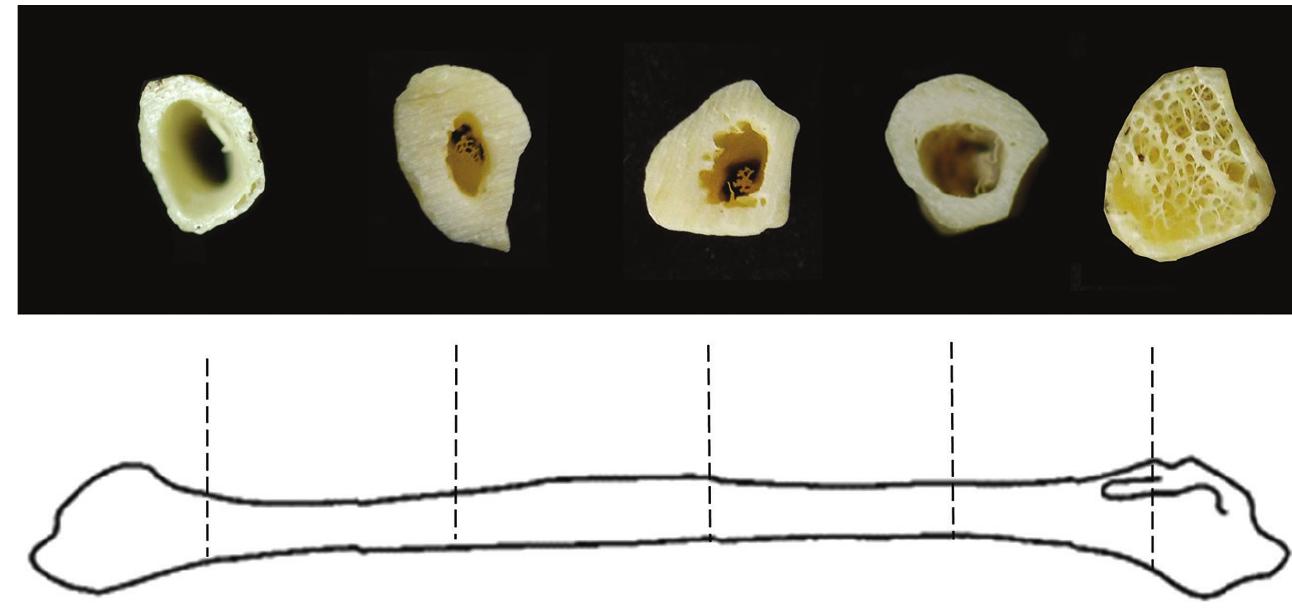 9 cross-sectional morphology of the fibula.