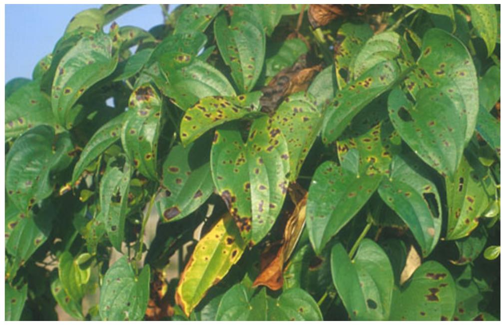 Symptoms of anthracnose disease on yam (dioscorea alata) the