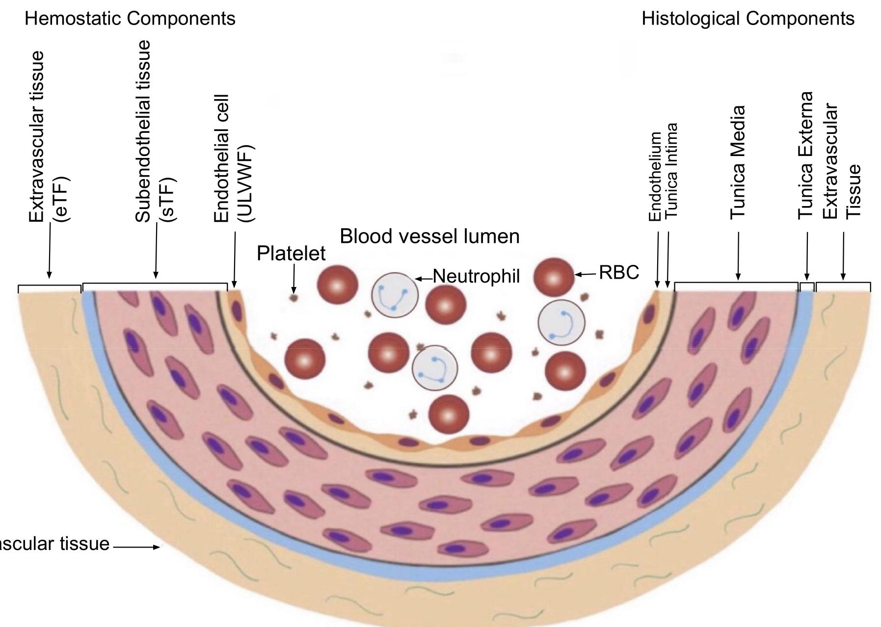 Schematic illustration of cross section of blood vessel