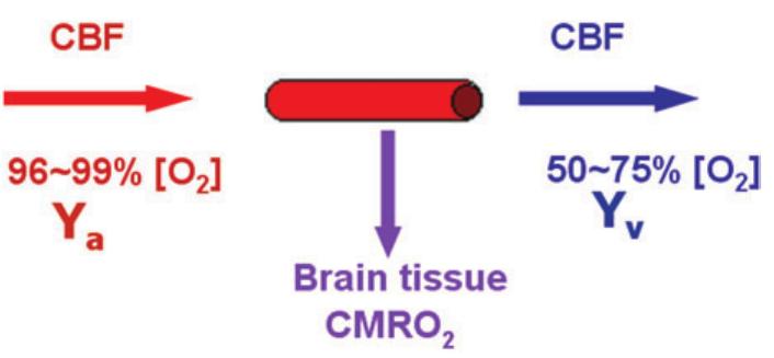 Diagram illustrating the homeostasis of oxygen delivery and
