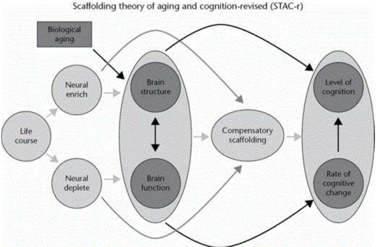 1 aschematic diagram of the scaffolding theory of aging and