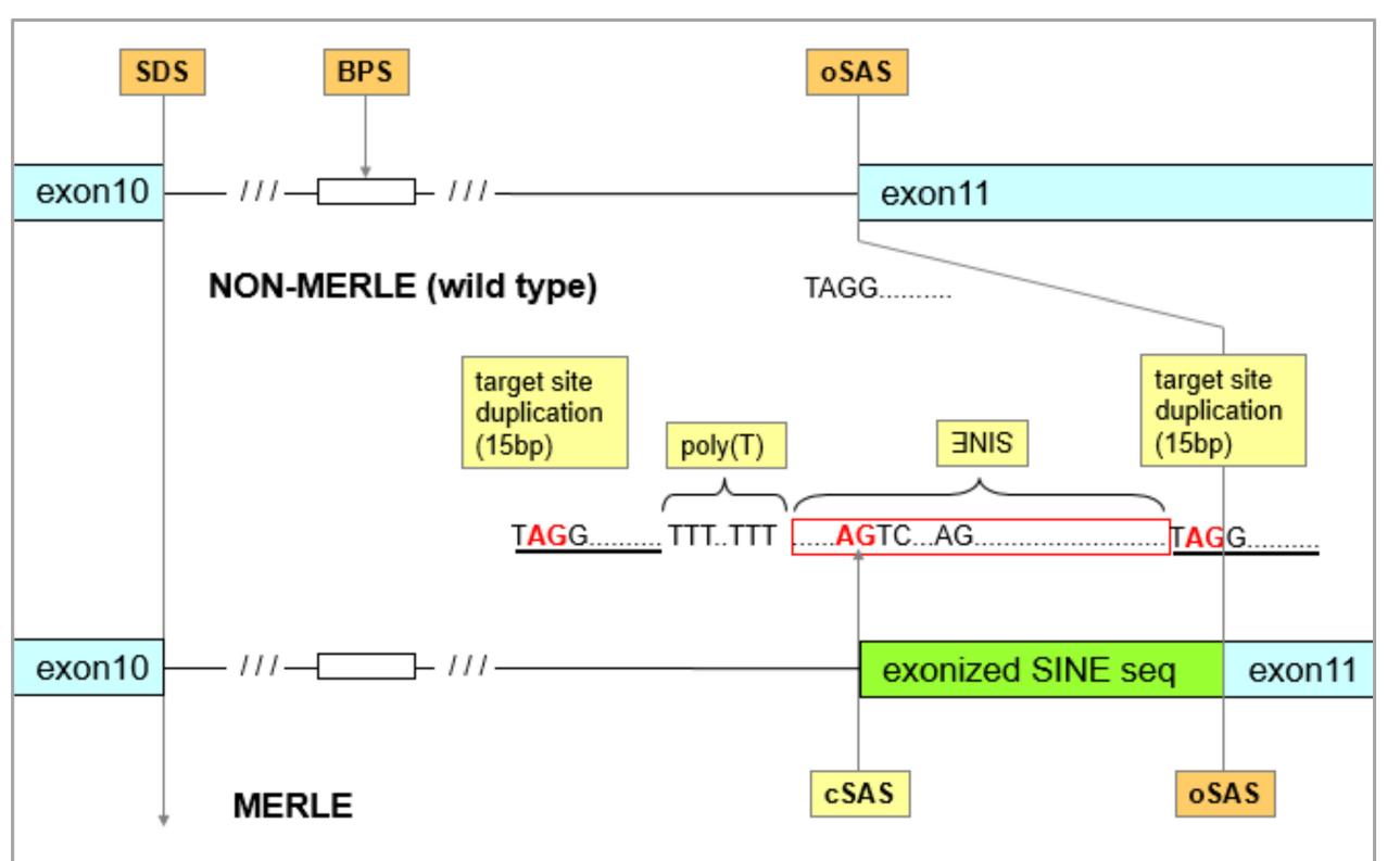 Schematic comparison of the affected region of pmel locus in