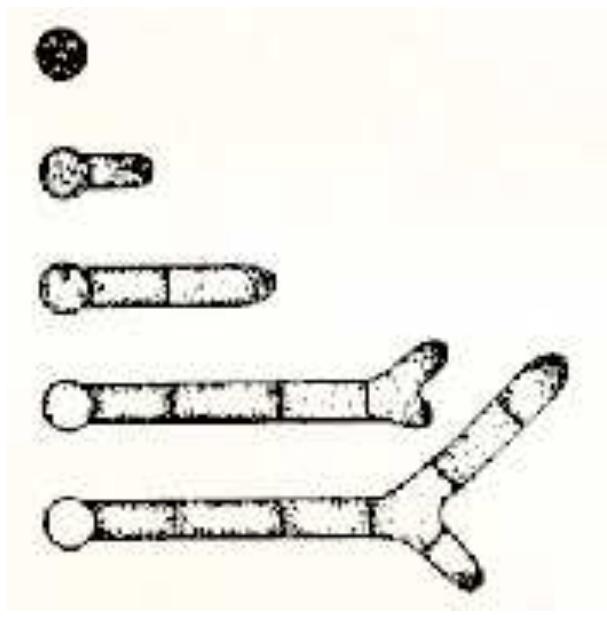 Fungal spore germination depicting the stages of spore
