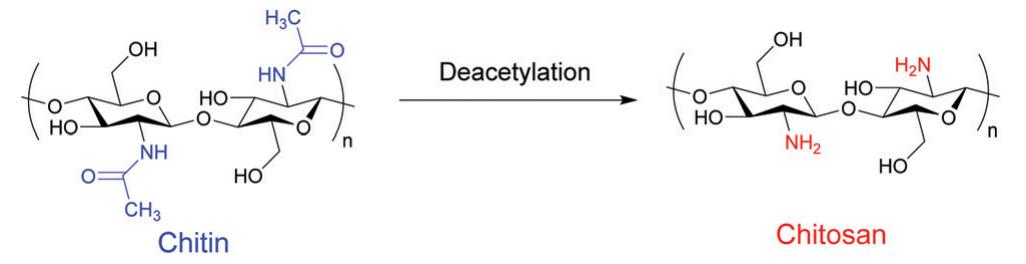 Chemical structures of chitin and chitosan via