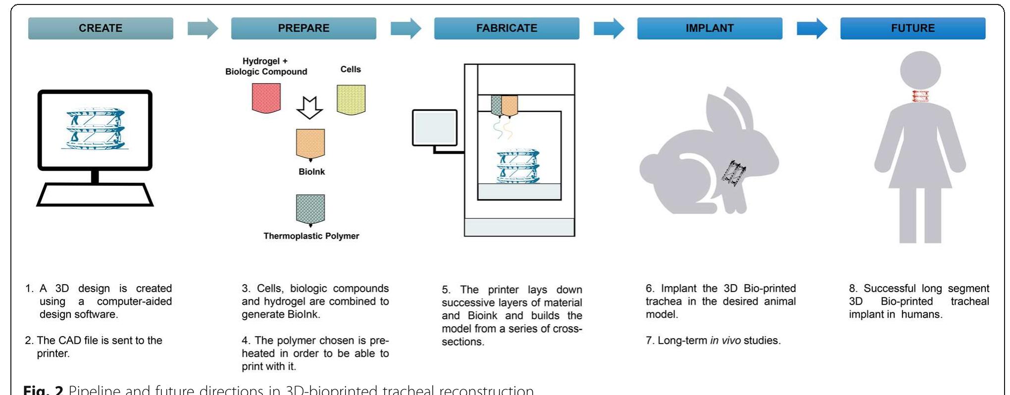 Figure 2 - 3D-bioprinted tracheal reconstruction: an