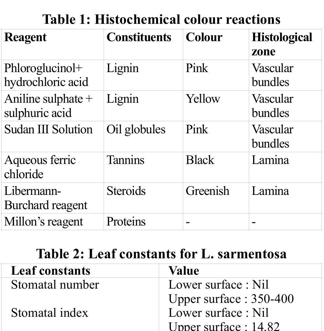 Upper epidermis, mesophyll, and lower epidermis are visible