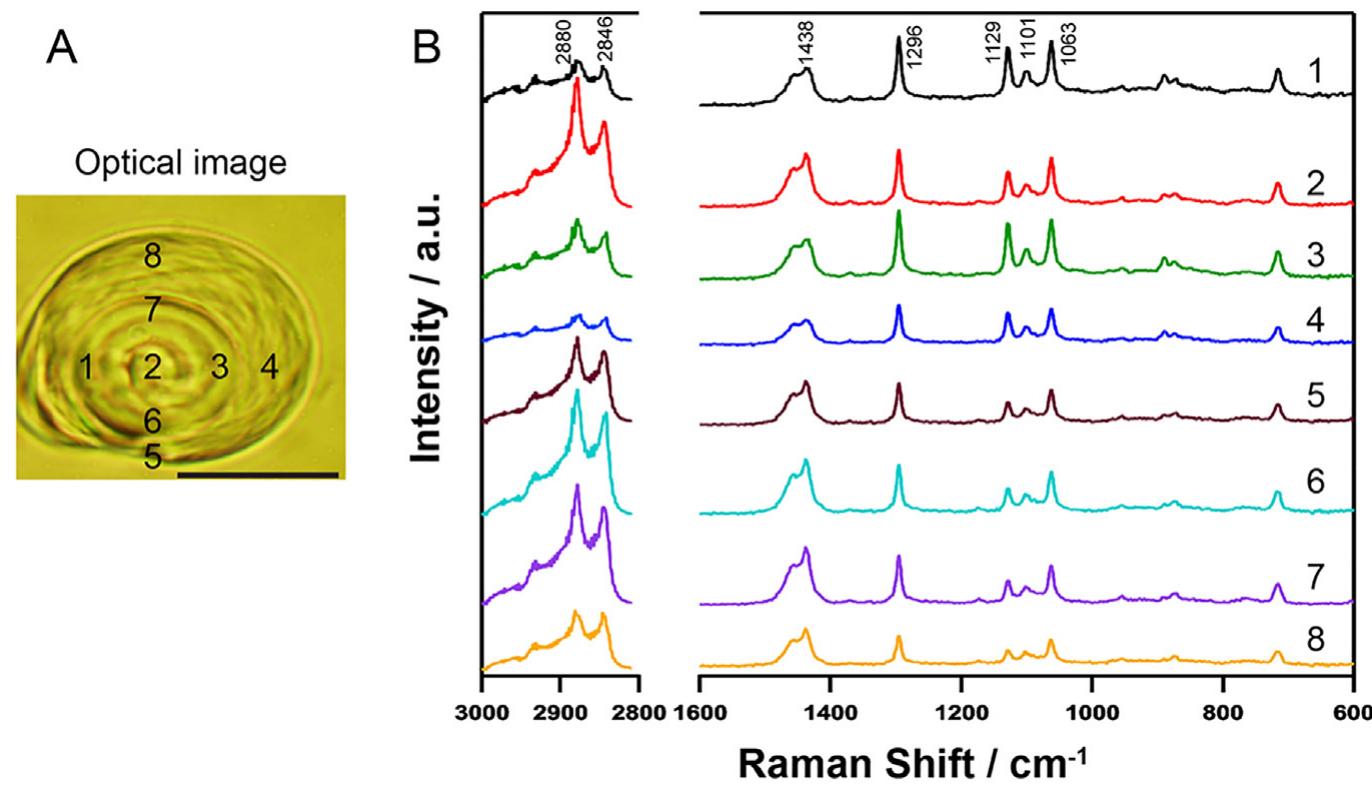 Space-resolved raman spectra of a giant mlv. (a) optical