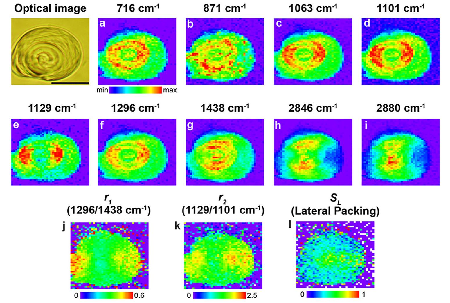 Optical and raman images of an mlv. raman images of (a-b)
