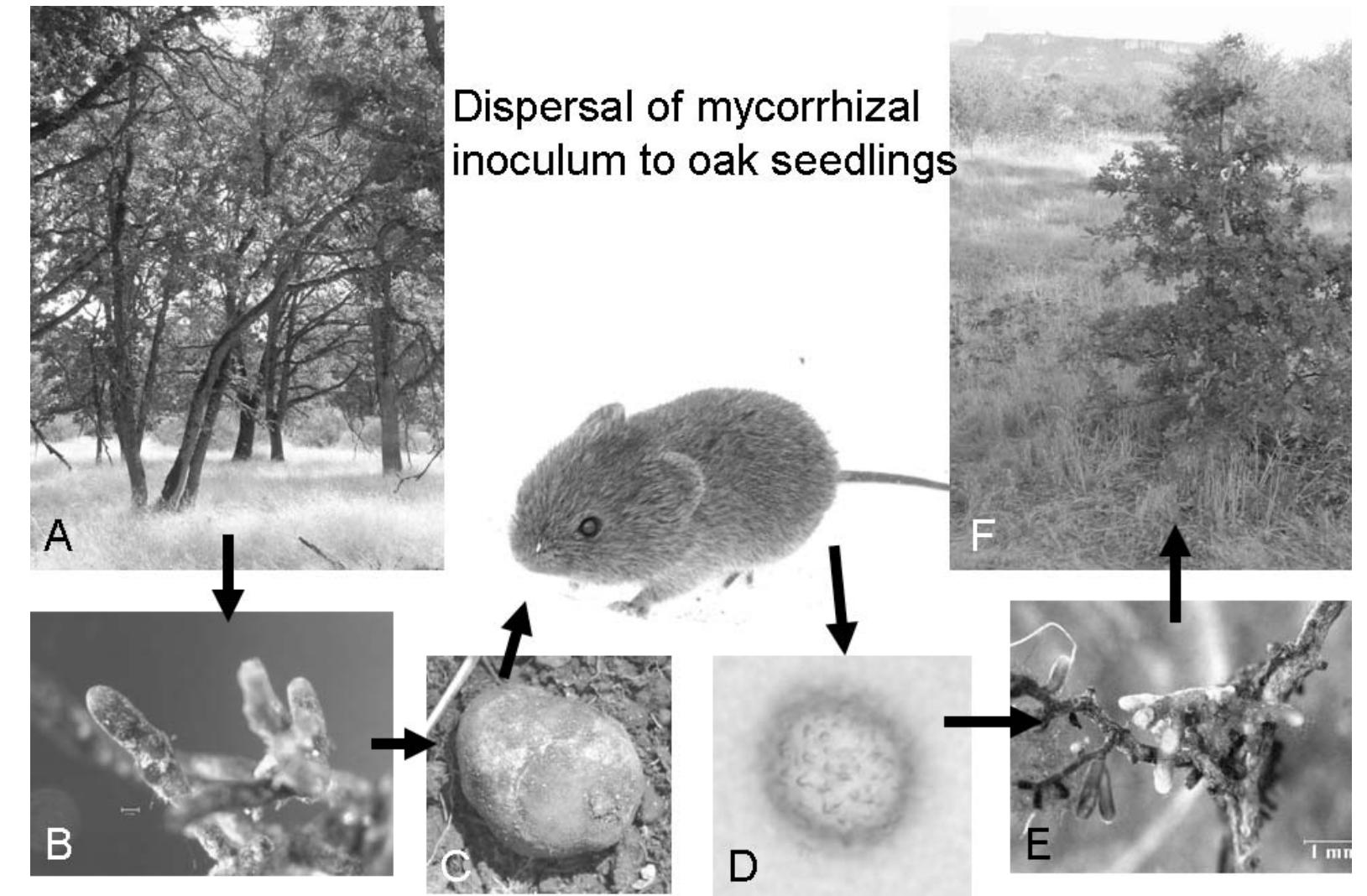 —model of dispersal of mycorrhizal inoculum to oak
