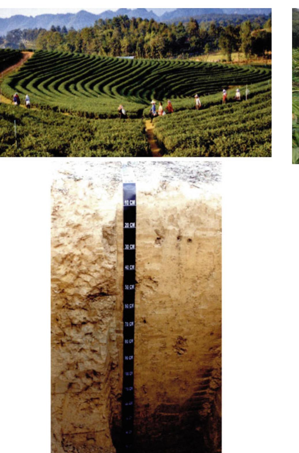 Figure 22 - Benchmark Soils in Agro-ecological Regions