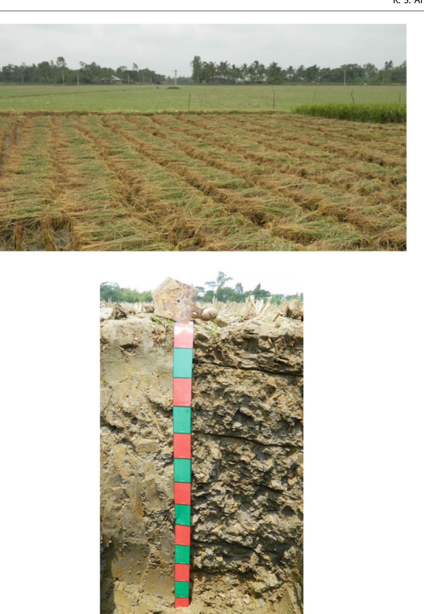 21 coastal and deltaic alluvial soils, gosaba block, south
