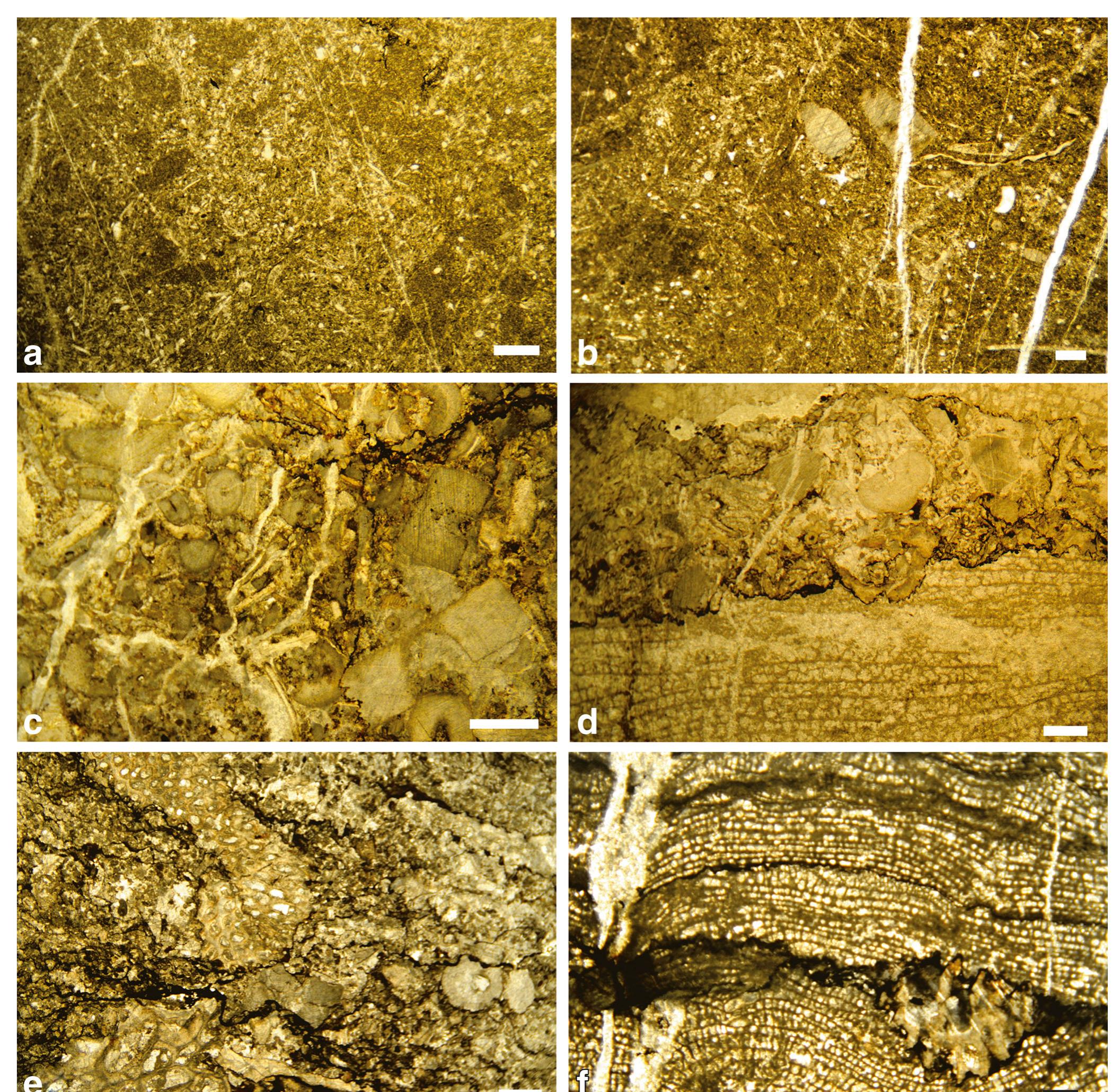 Photomicrographs of microfacies of limestone unit (cnd) from