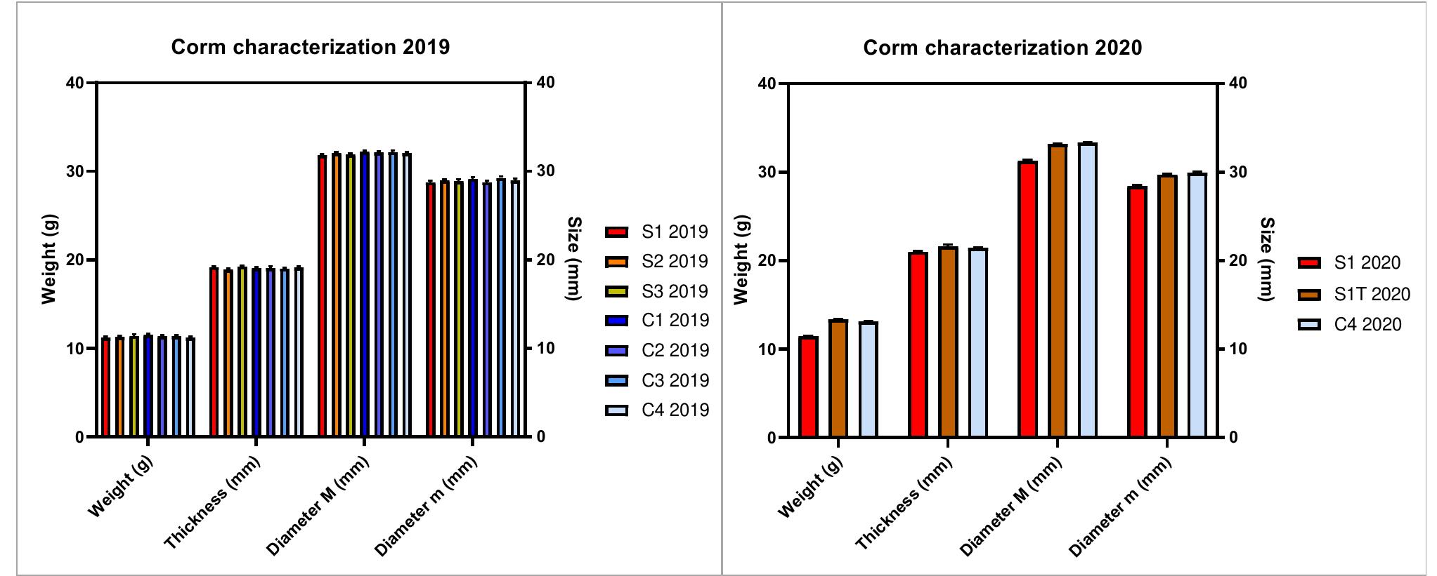 Characterization of the corms planted in the first (2019)