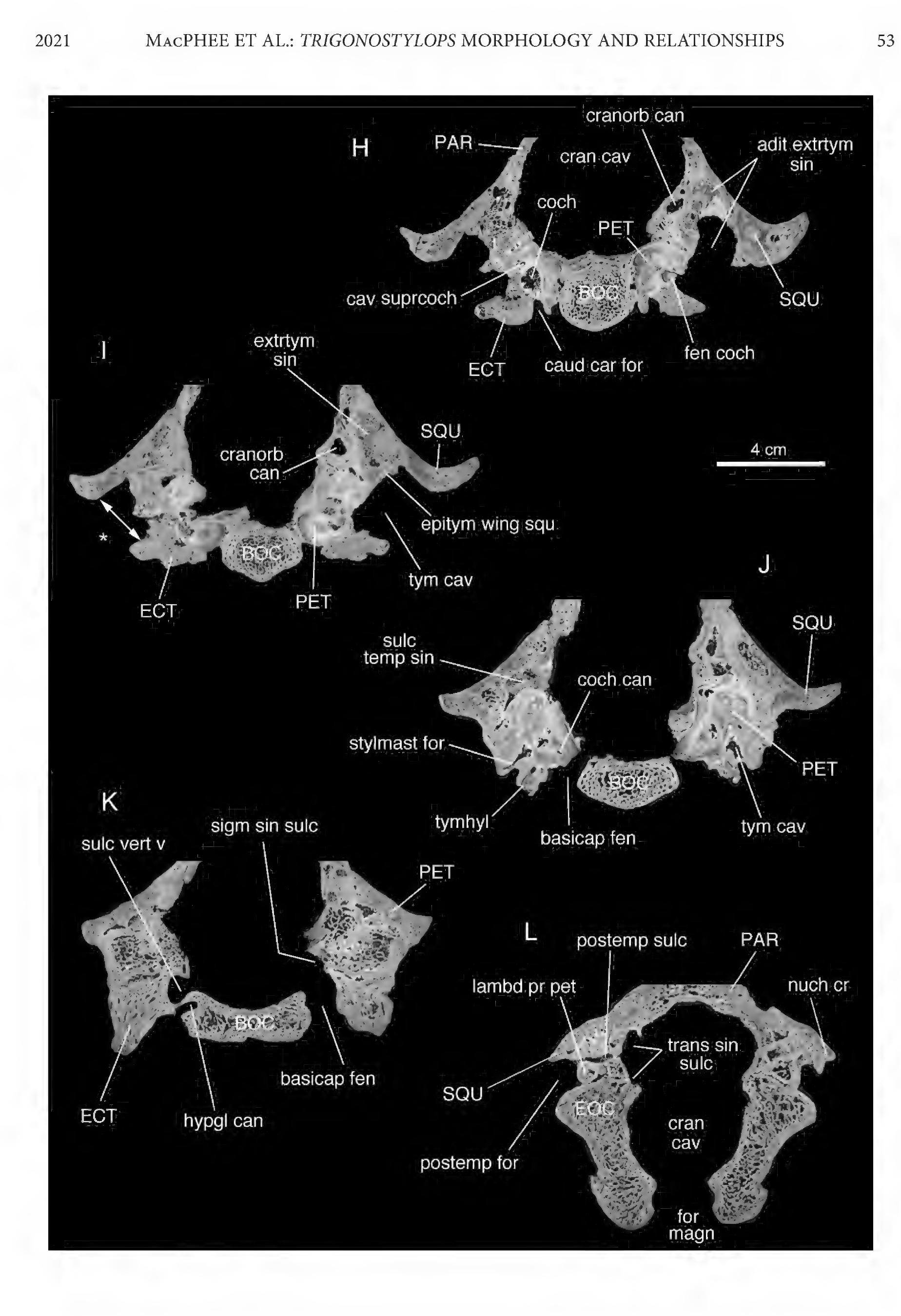 Figure 22 - Cranial Morphology and Phylogenetic
