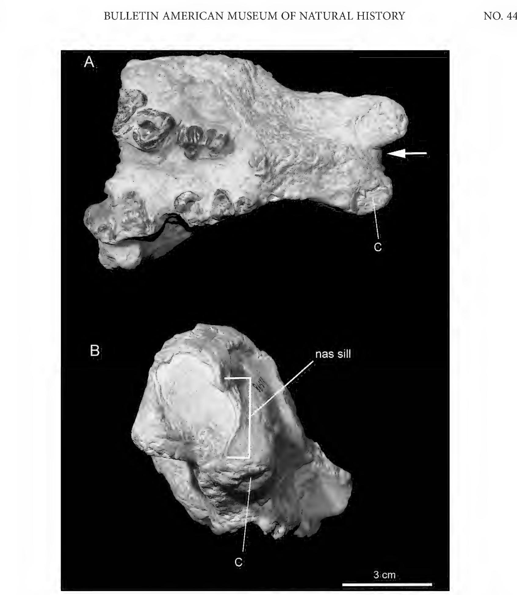 Trigonostylops wortmani mlp 52-x-5-98, partial rostrum with