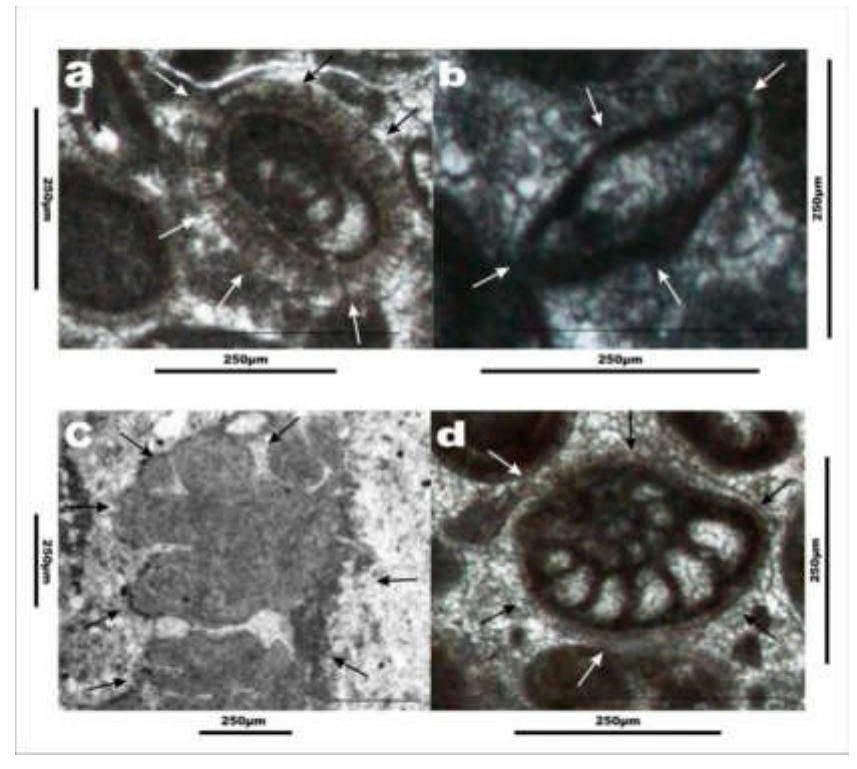 Figure 10 - Recording Jurassic Microfossils from Jabal