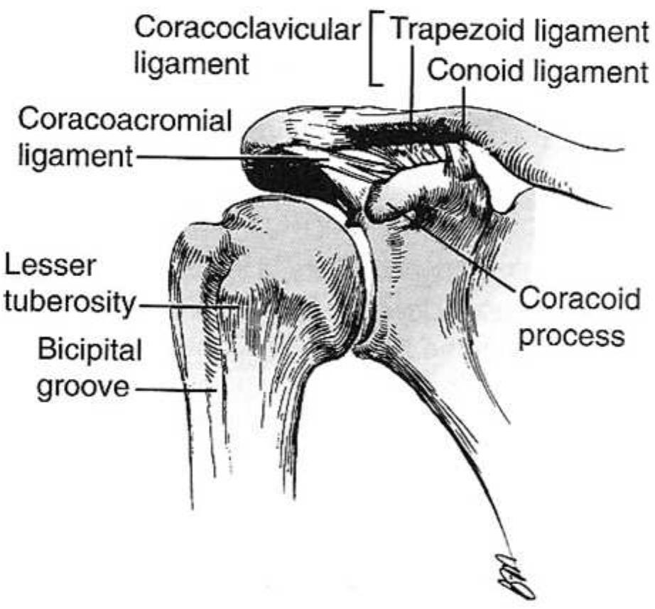 Normal anatomy of the acromioclavicular joint. reprinted
