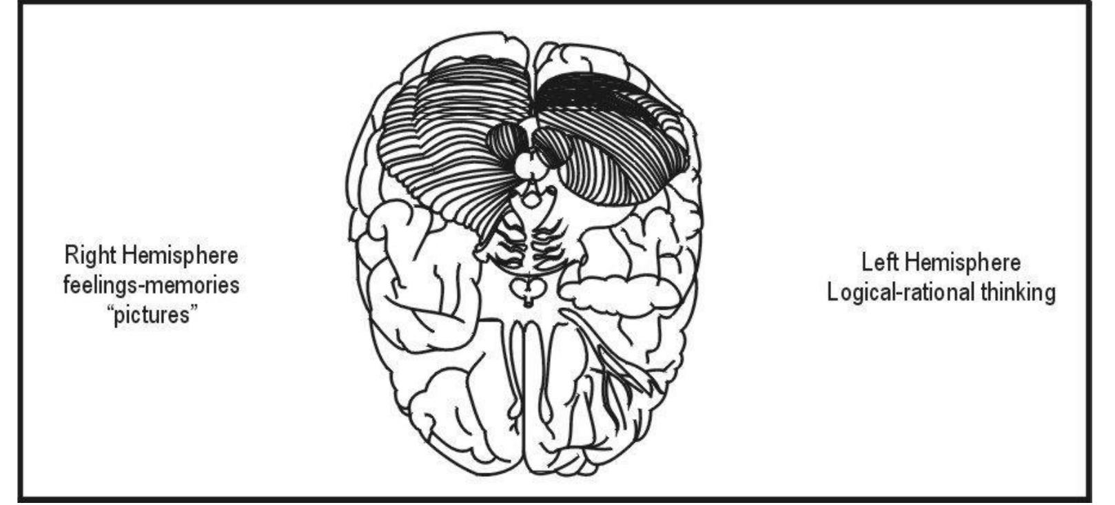 The approaches used by right and left brain hemispheres