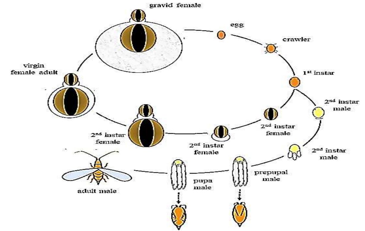 Life cycle of white mango scale [33] pupa) and two female