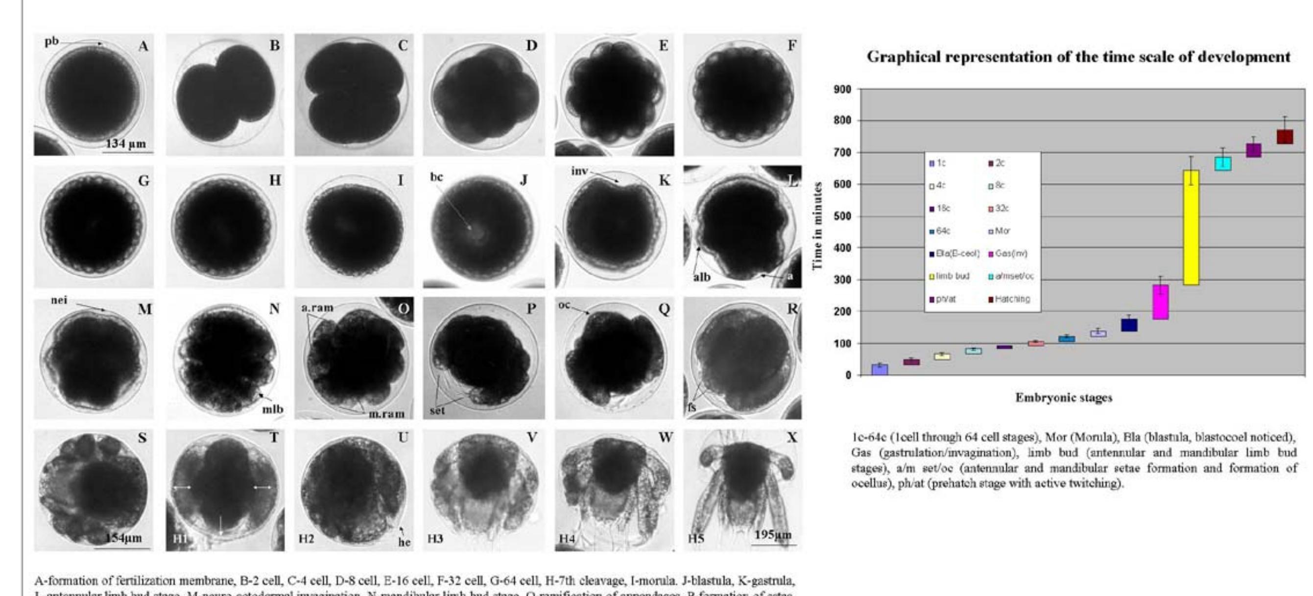 Figure 1 - Cryopreservation of Penaeid Shrimp Embryos: