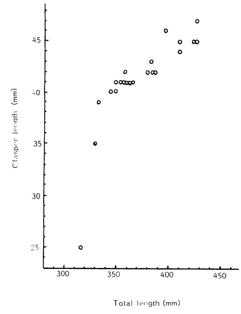 Relationship between clasper length and total length. the