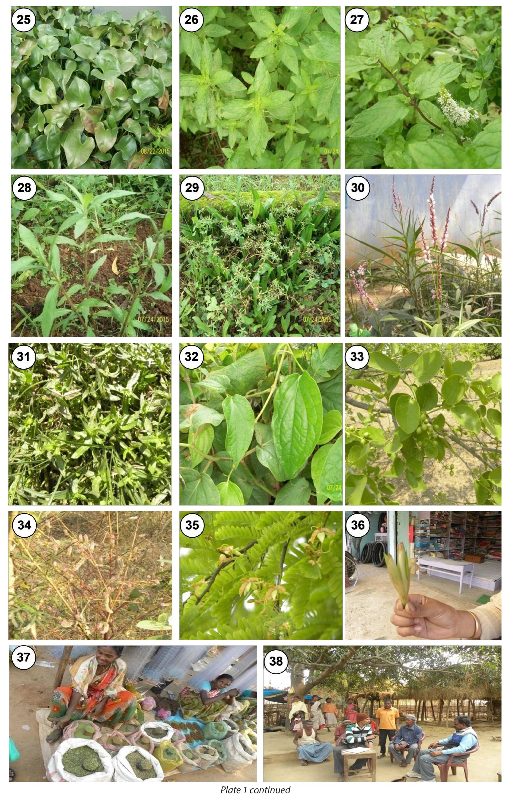 Figure 3 - The Traditional Knowledge of Wild Edible Leaf