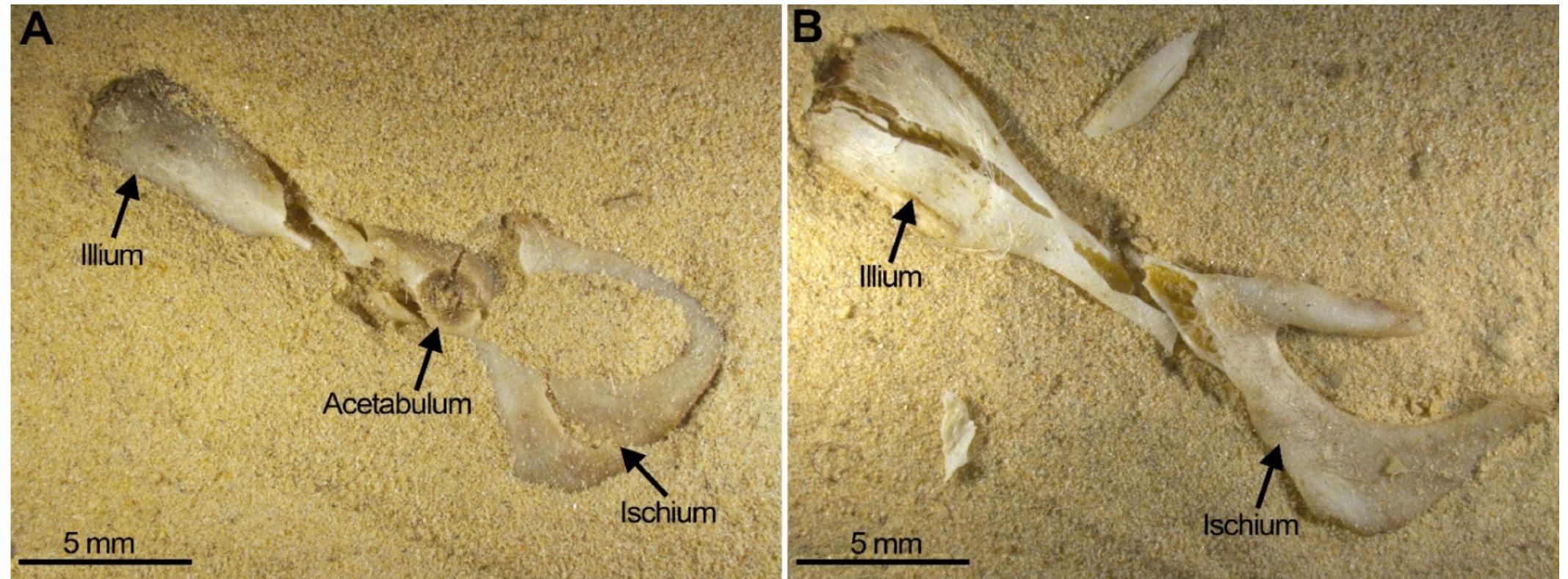 Two examples of pelvis compression: (a) pelvis from set 3