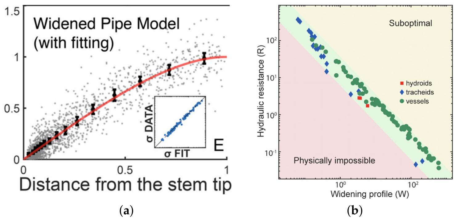Panel (a): cross-sectional area of xylem conduits in a
