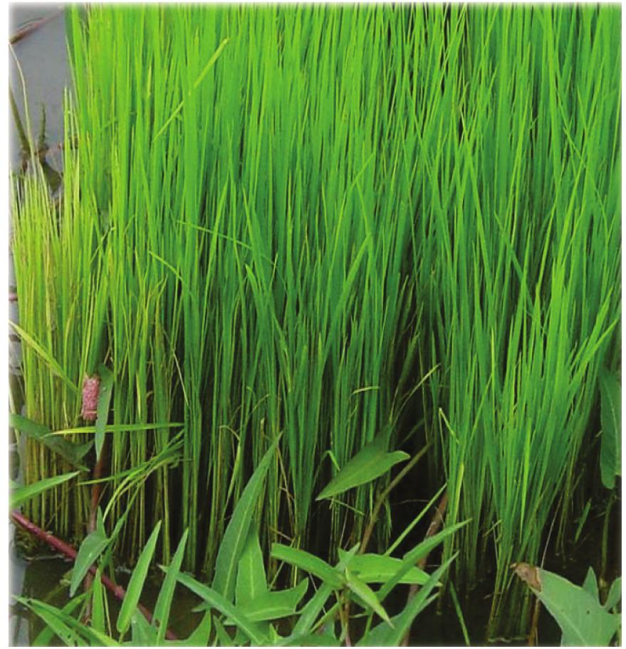 (PDF) Golden apple snails in the world: introduction, impact, and ...