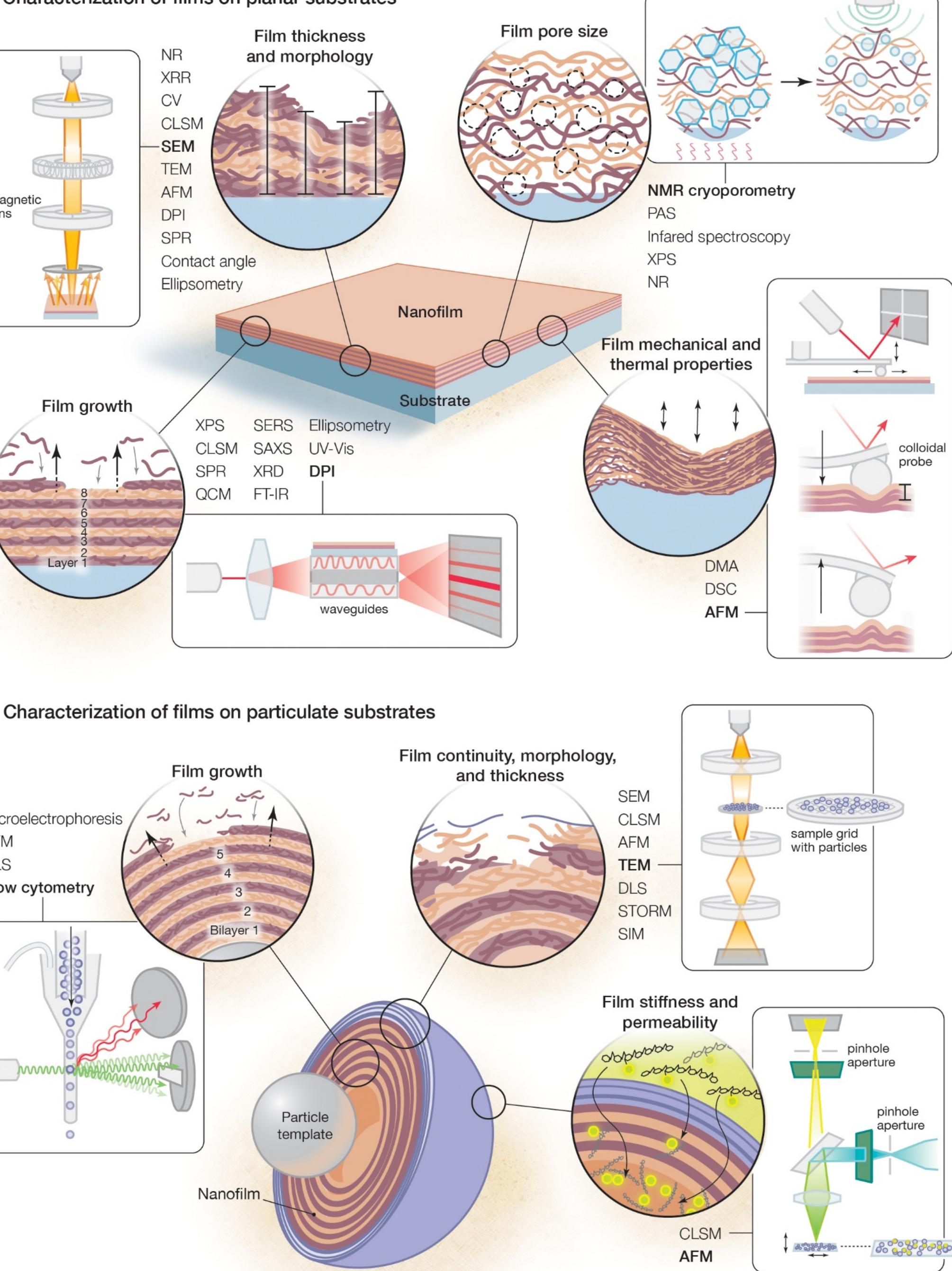 Afm, atomic force microscopy; clsm, confocal laser scanning
