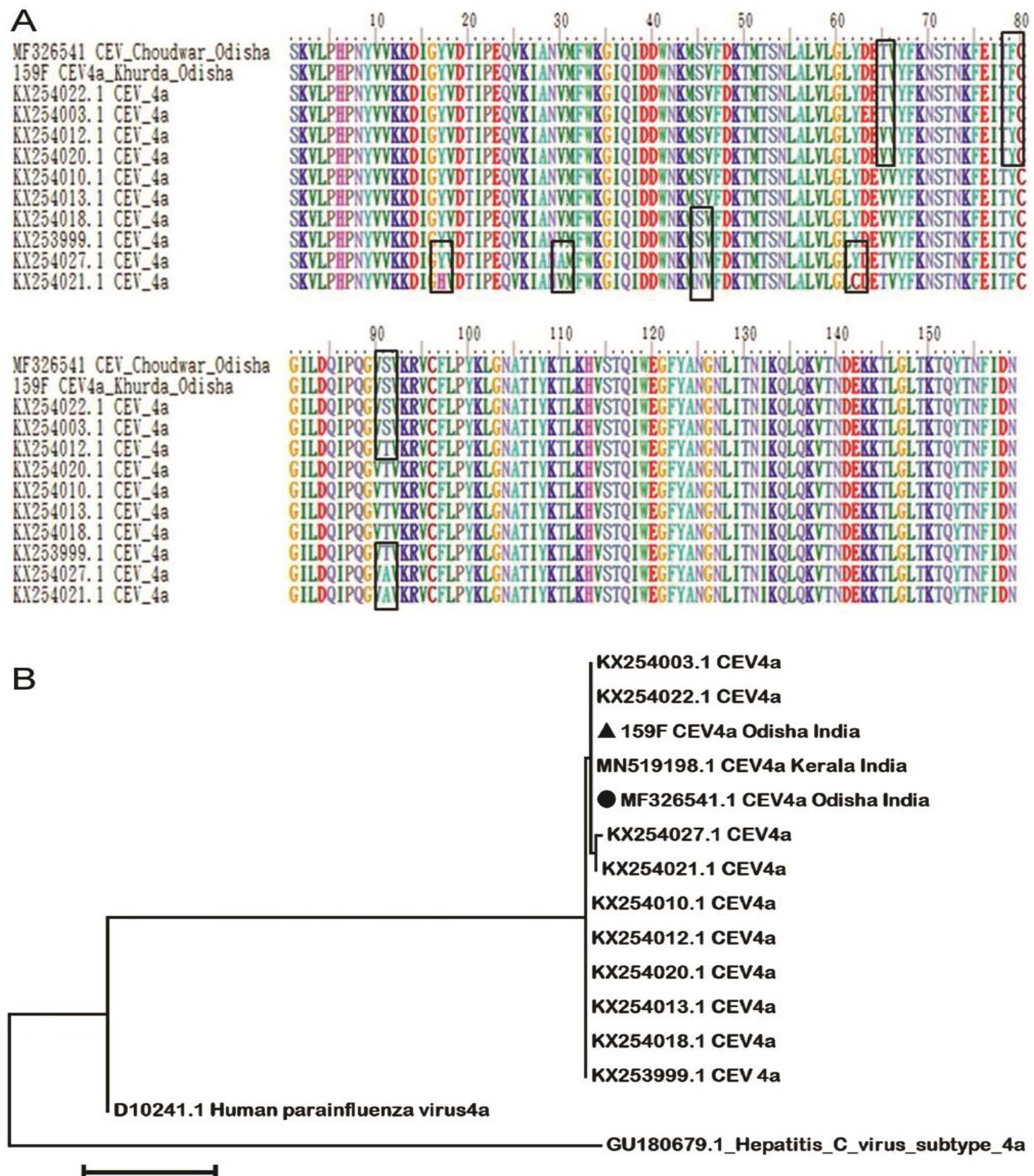 a) amino acid alignment of cev 4a sequences (1-159) of
