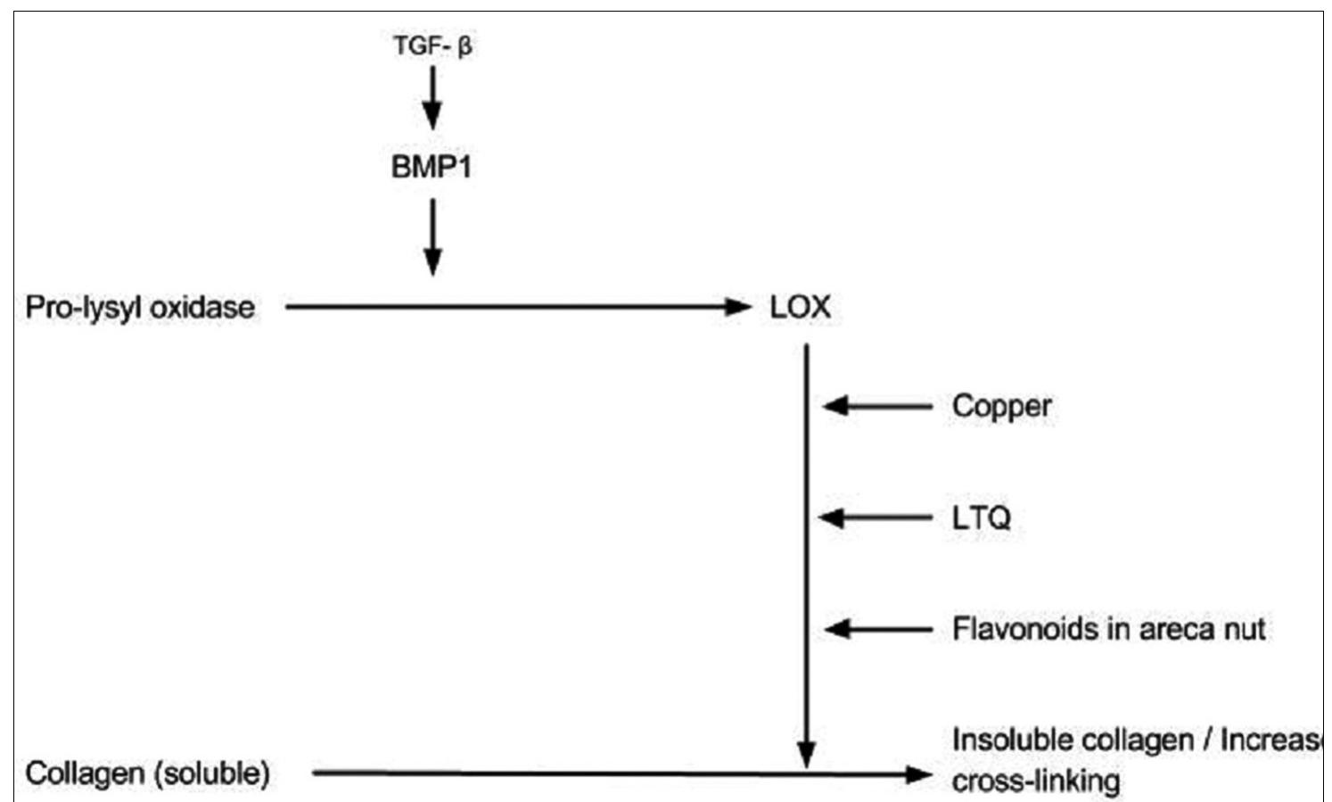 Schematic representation showing the mechanism involved in