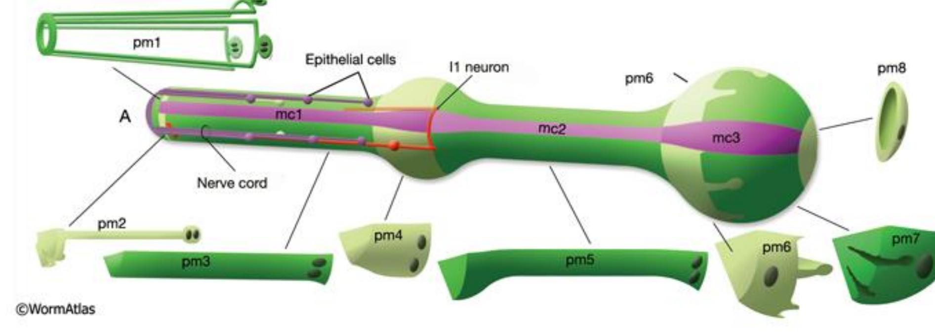 I-19: muscle cells of the pharynx. pharyngeal muscles are