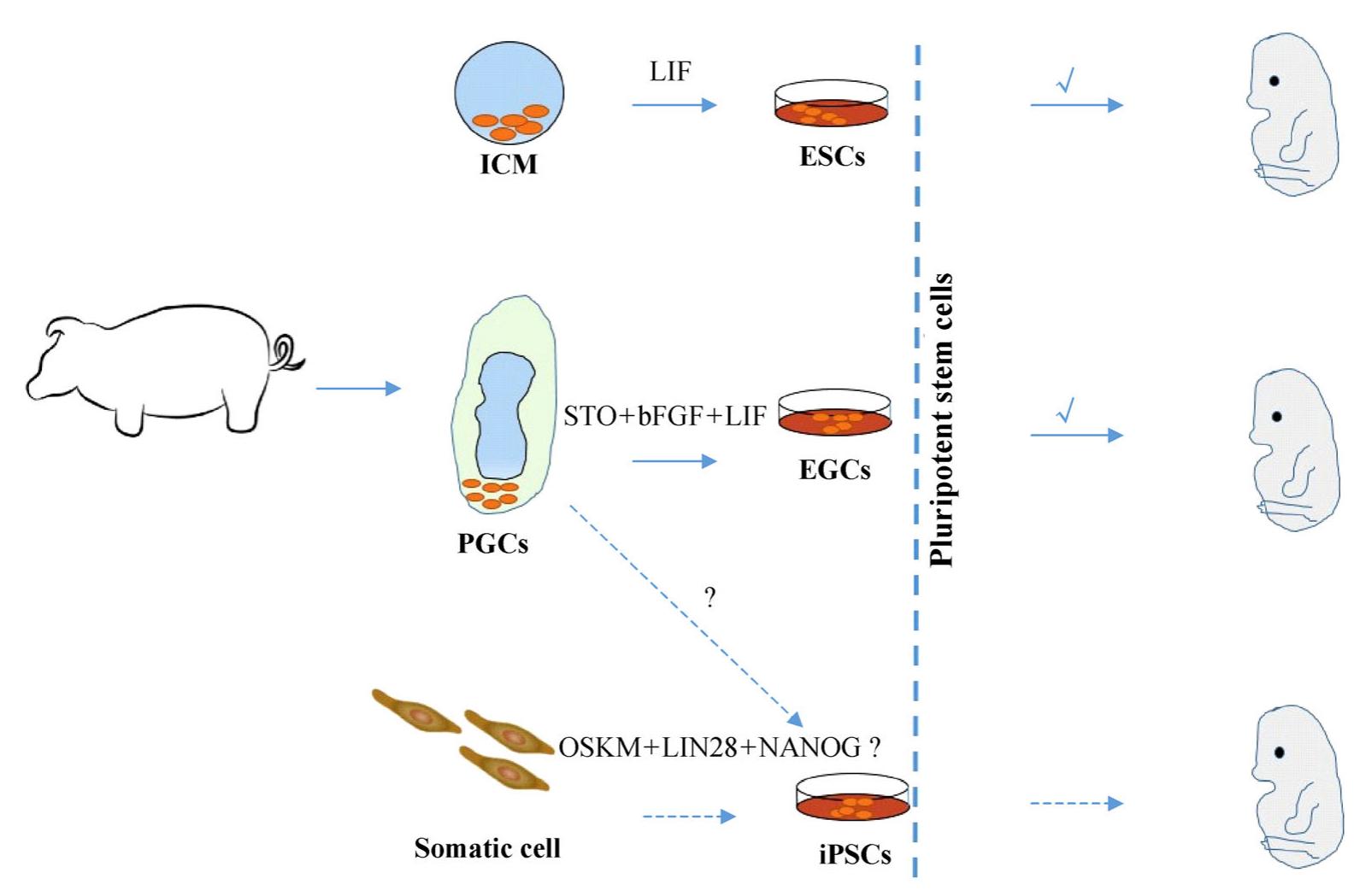 Differentiation fate of pig pluripotent stem cells