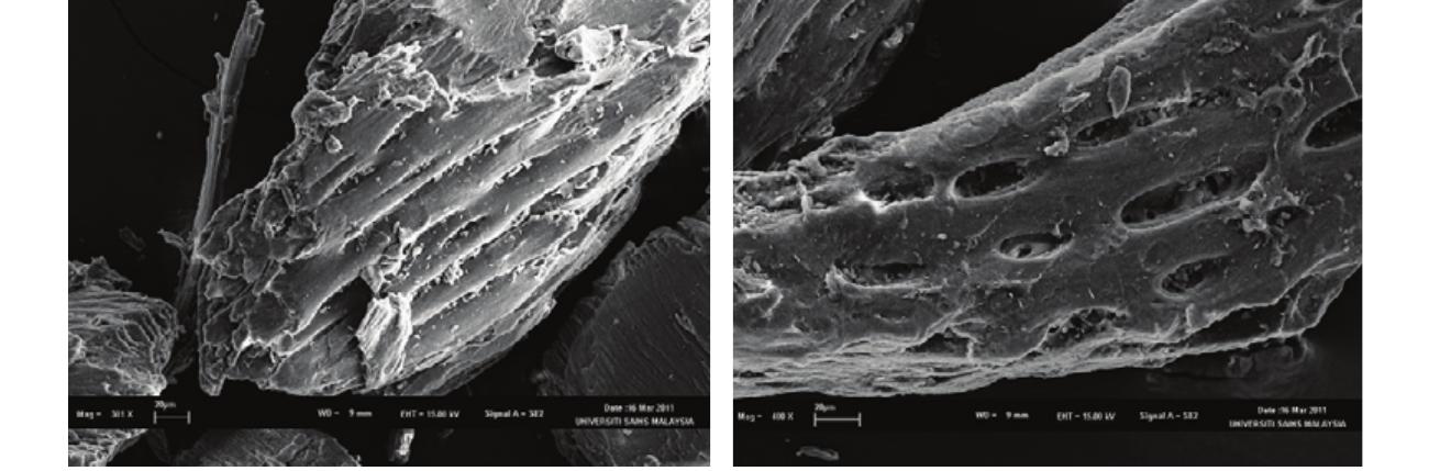 The ftir spectrum for the surface functional groups of fish