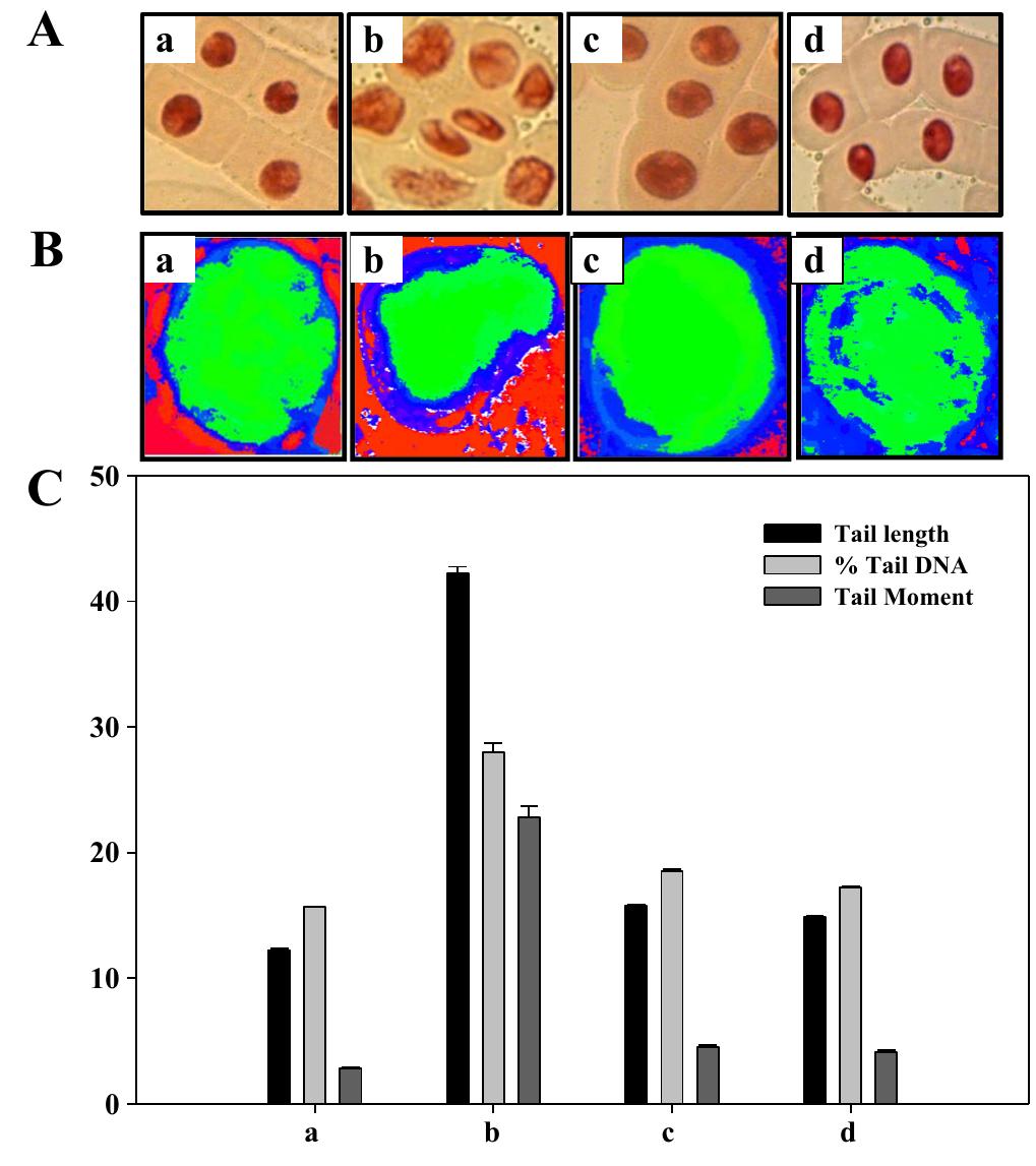 A cell morphology assay of allium cepa root cells exposed to