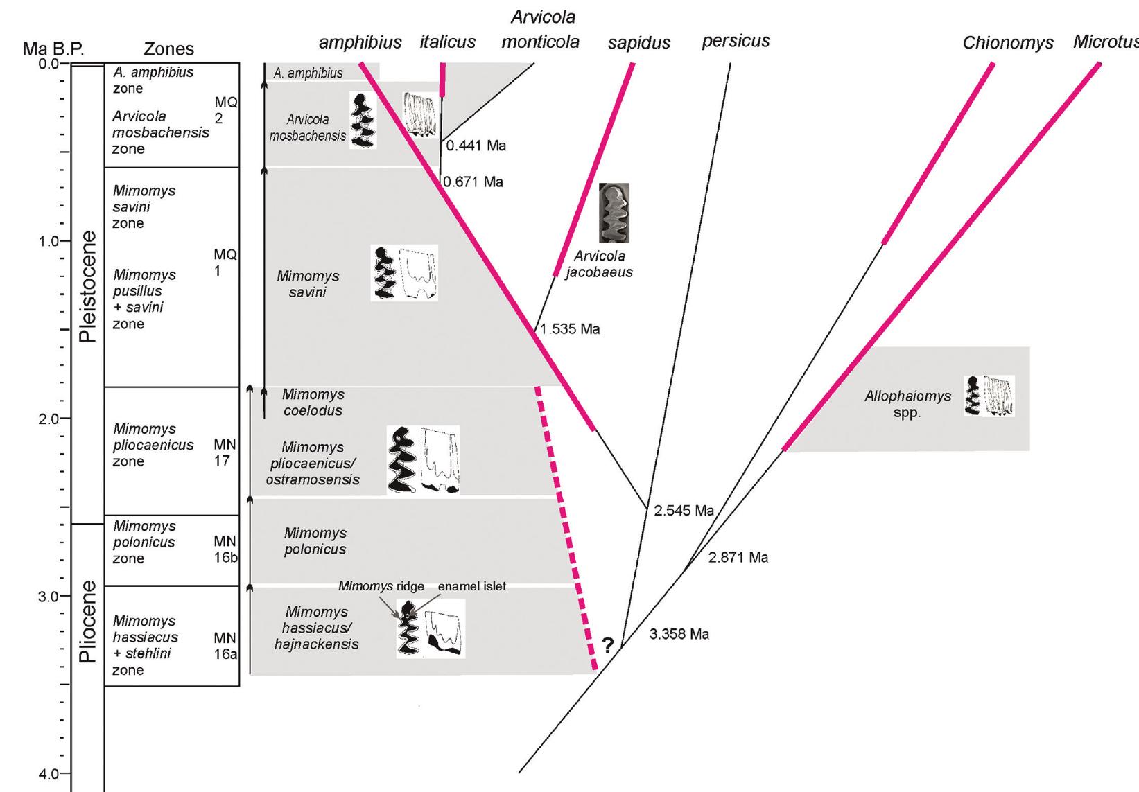 Phylogenetic tree of arvicolini set in time frame with