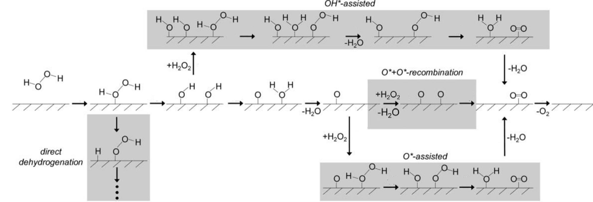 Schematic diagram of the different pathways for h2o02