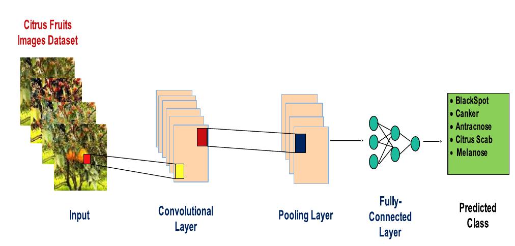 Simple structure of a cnn for citrus fruits disease