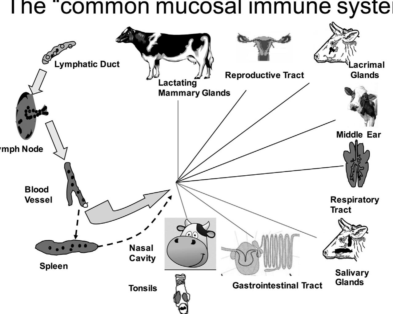 Lymphocyte circulation and common mucosal immune system of