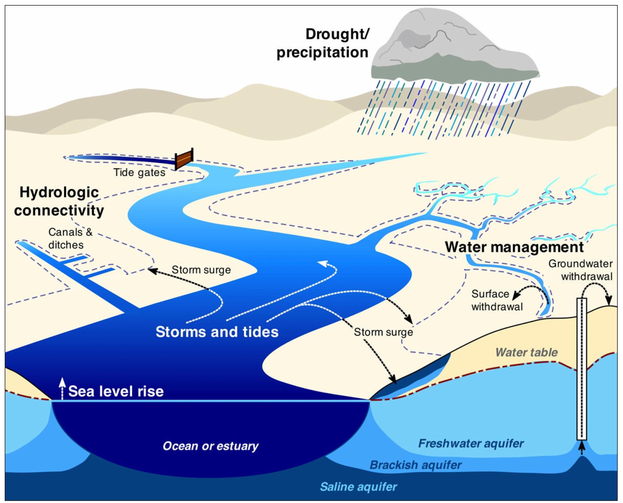 Illustration of shallow coastal system undergoing saltwater