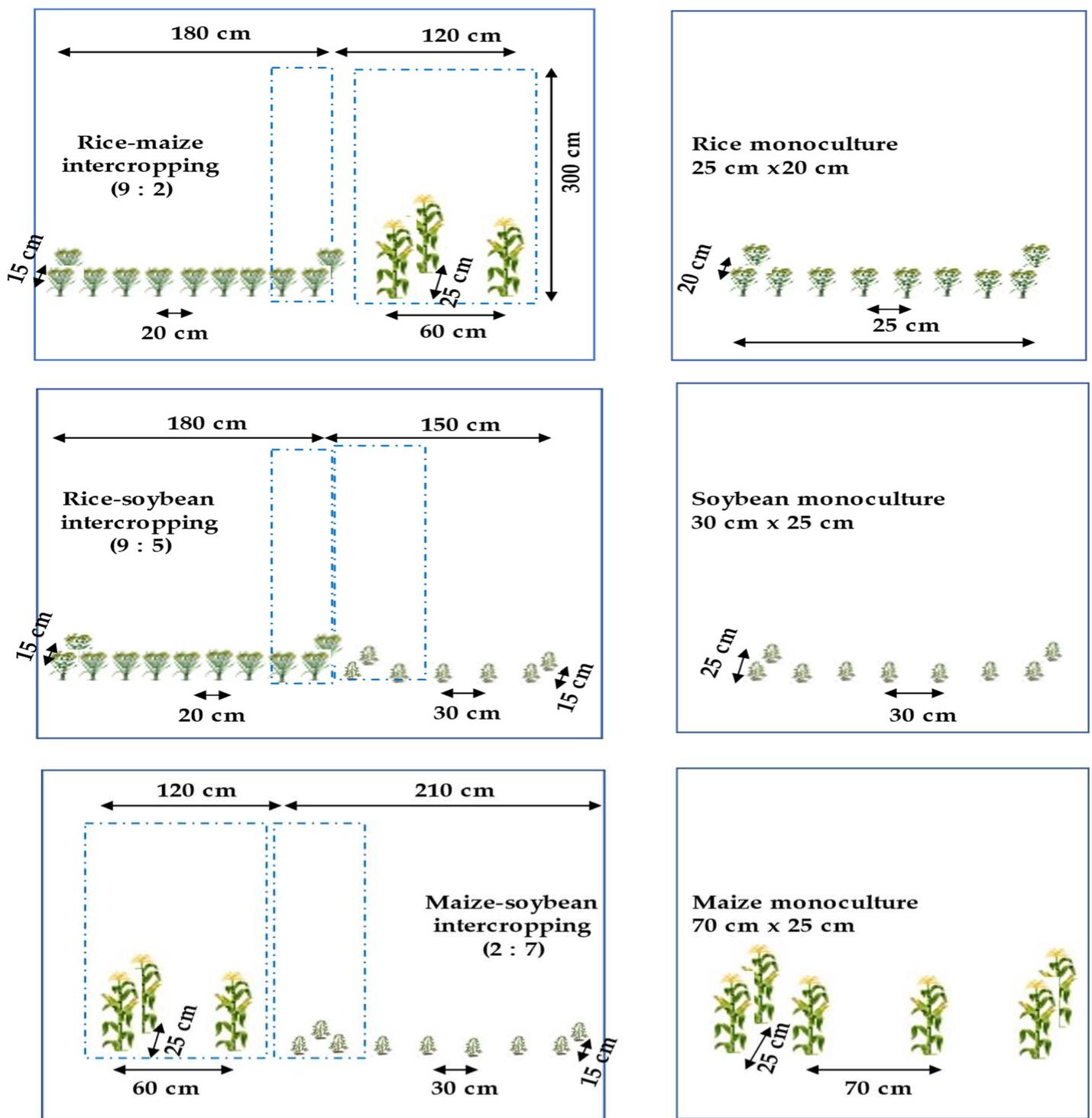 Schematic representation of the rice—-maize, rice-soybean,