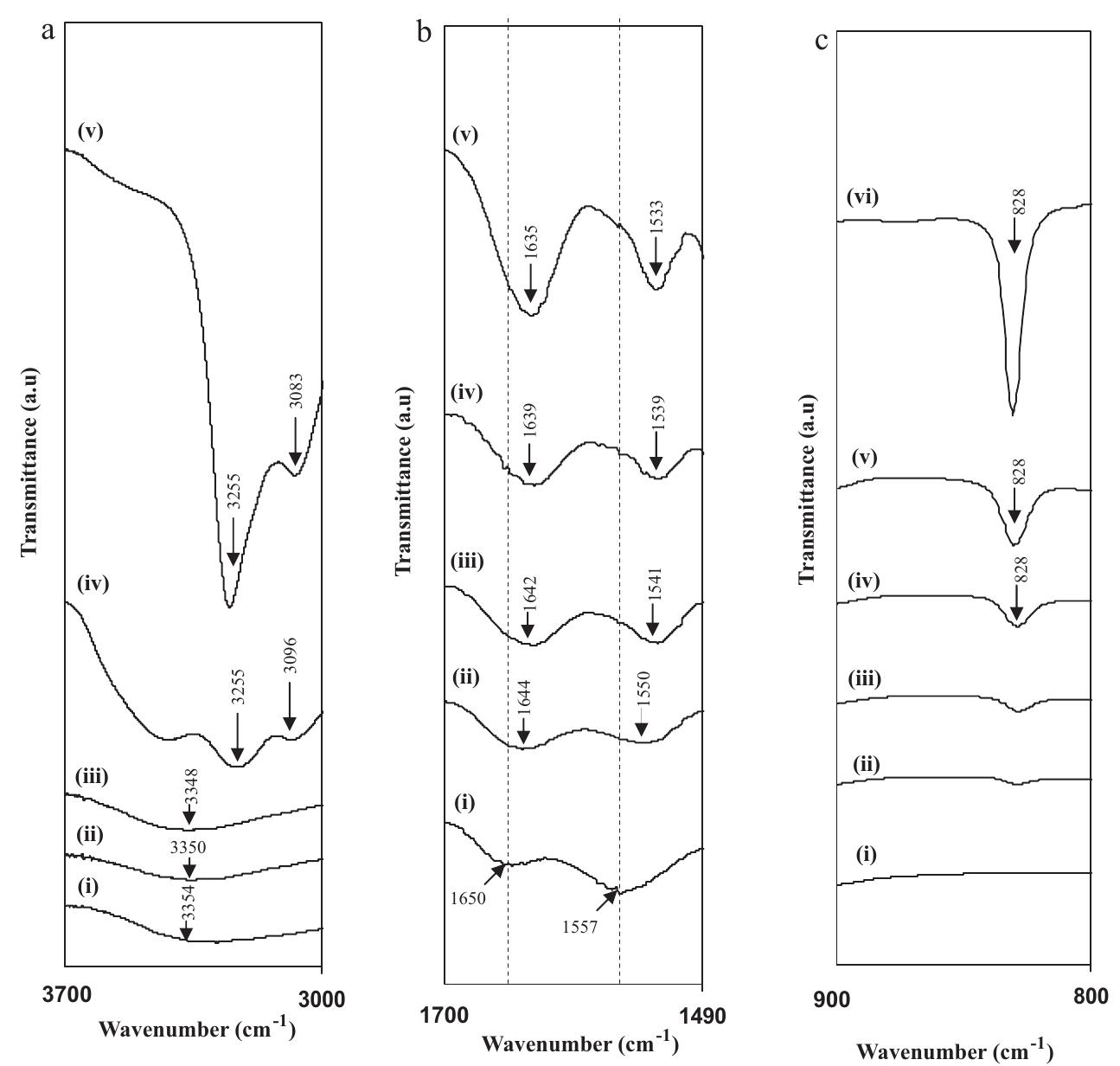 (a) ftir spectra of (i) pure chitosan film and pure chitosan