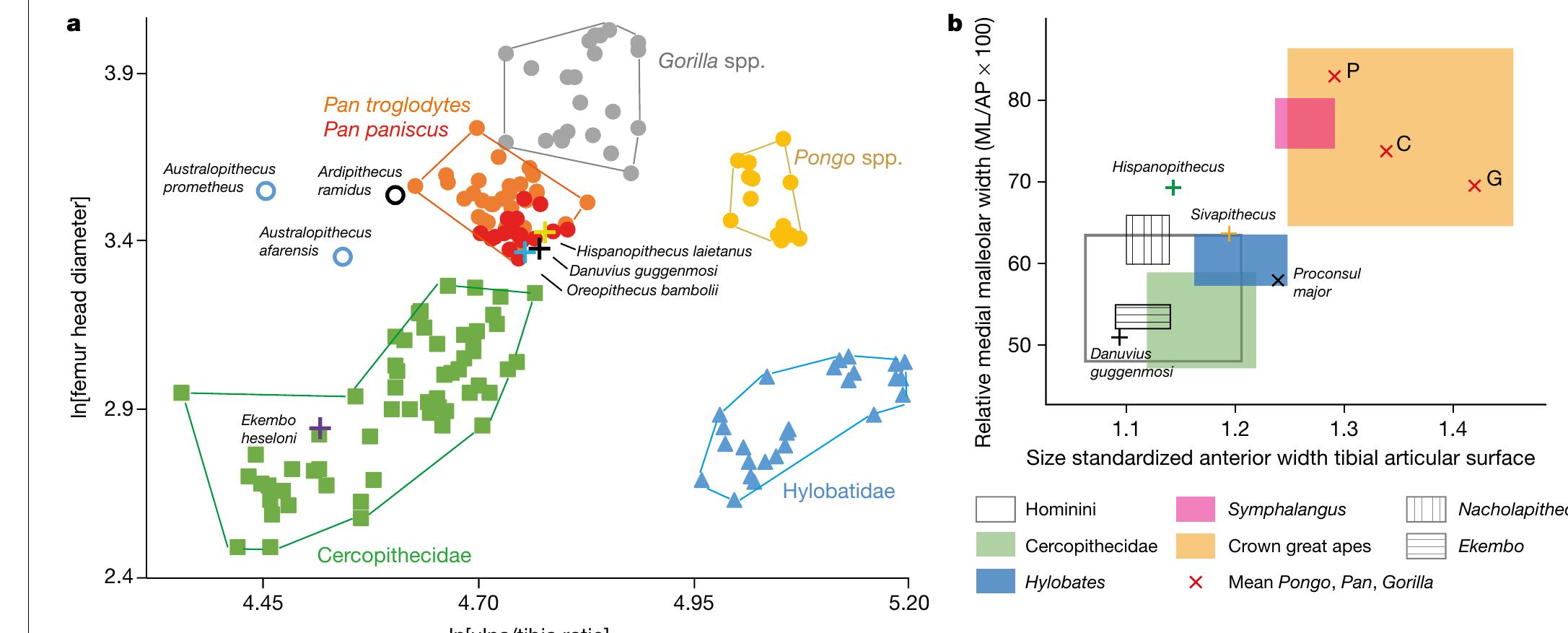 | body proportions and distal tibia articulation metrics. a,